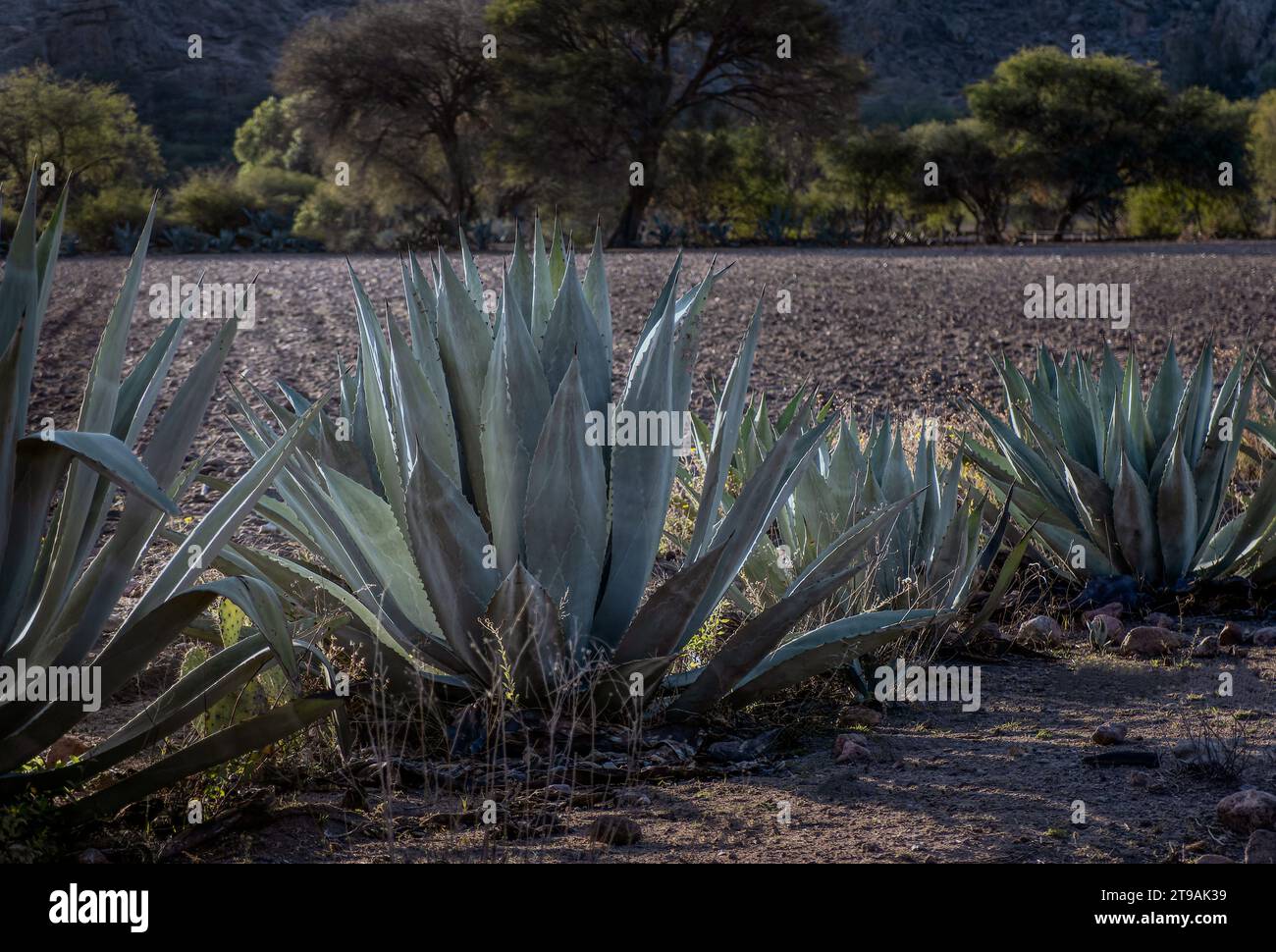 A Agave row Agave Americana used to make honey water and pulque in ...