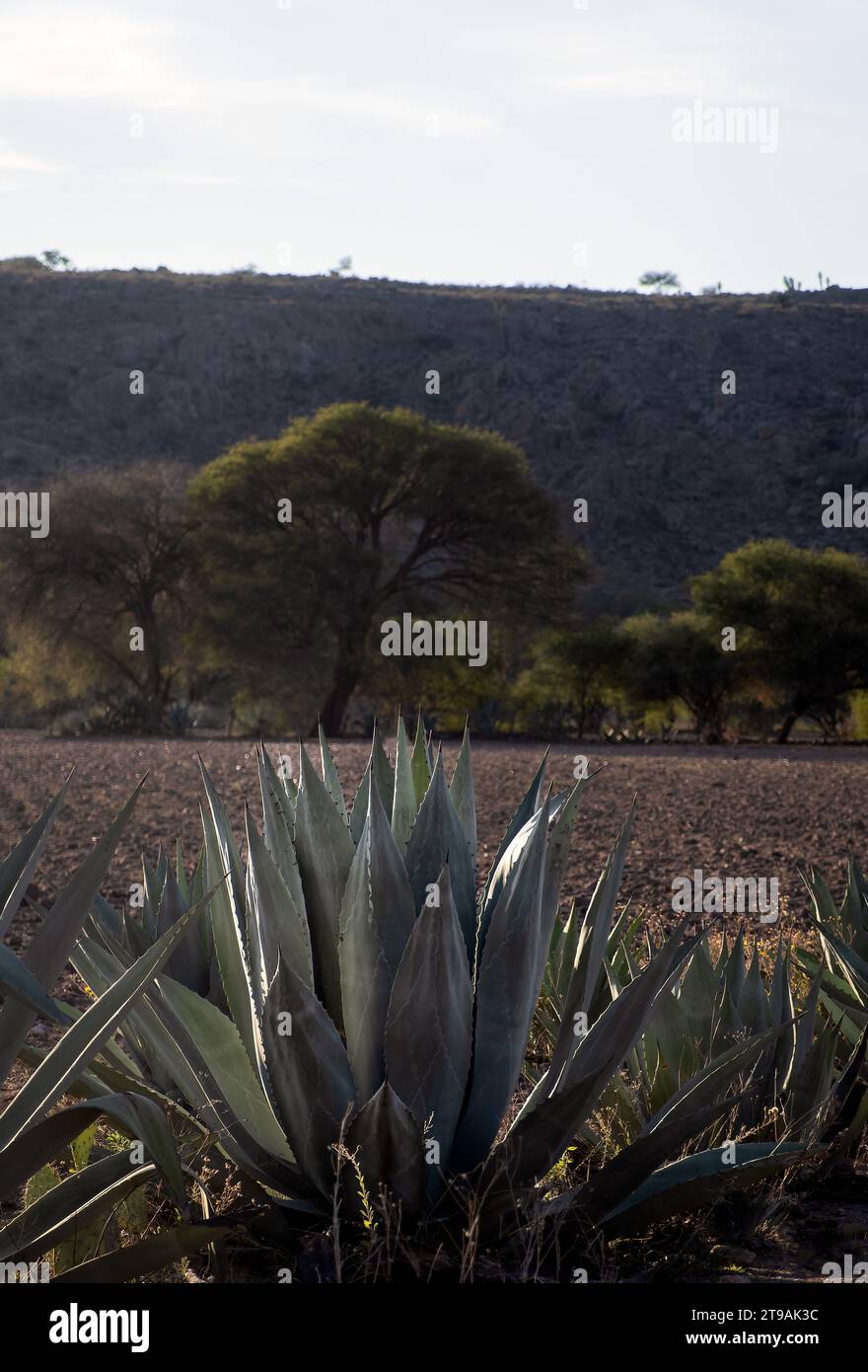 A Agave Americana, this agave is used to produce traditional drinks and ...