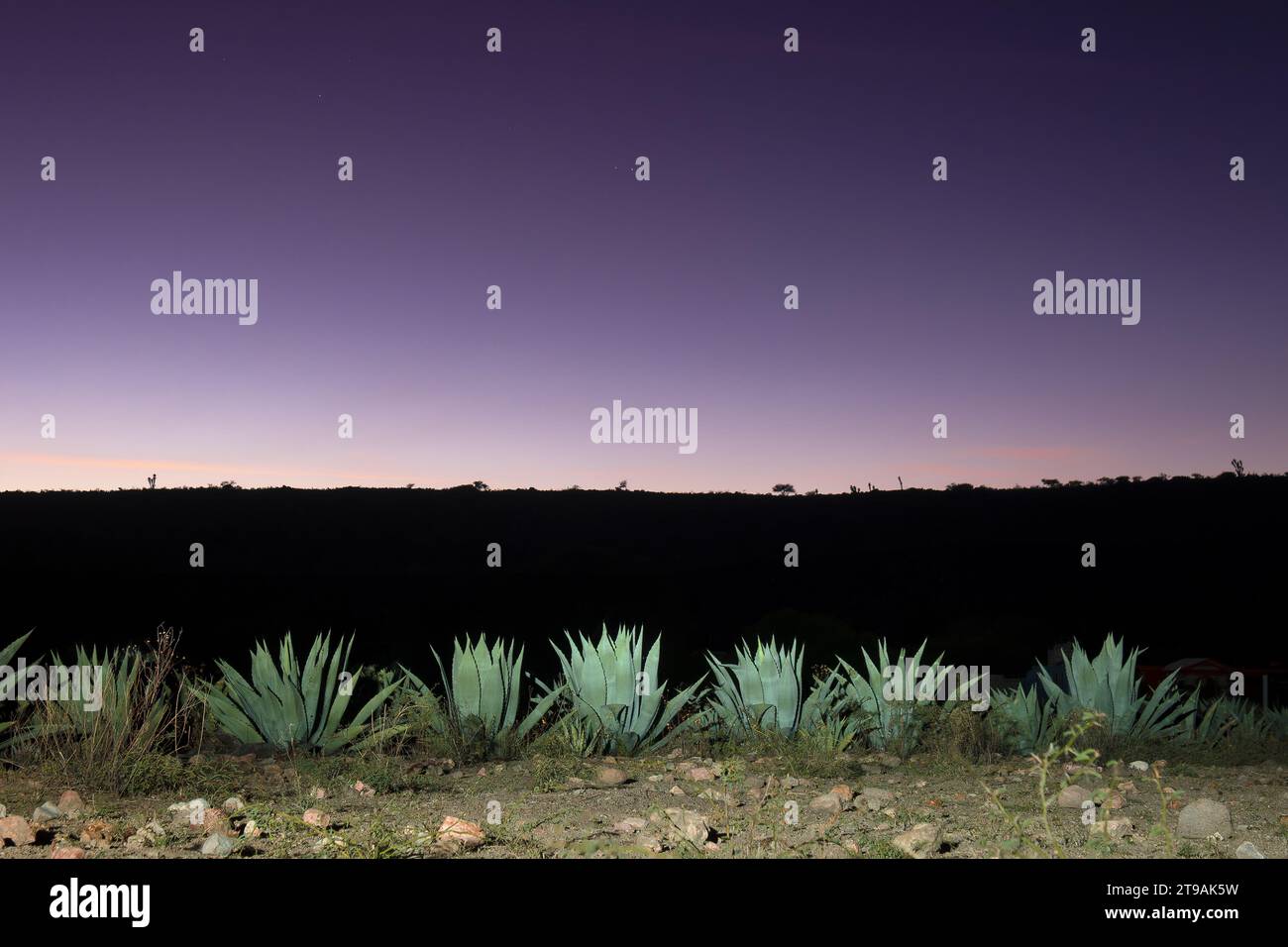A Beautiful sunset with colorful sky and Americana agaves in the ...