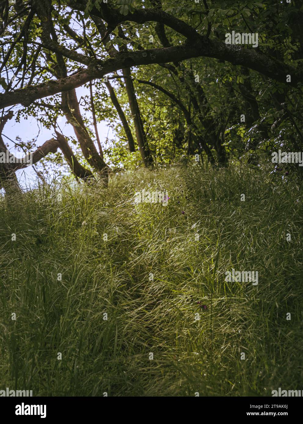 Woodland path through long deep grass with wildflowers, sunshine ...