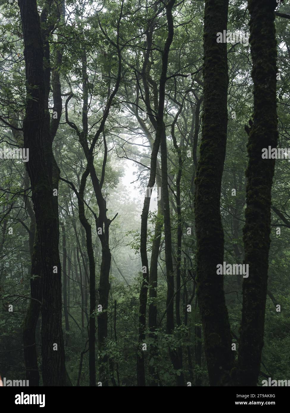 Lush green rain forest with thick fog during the summer, high humidity ...