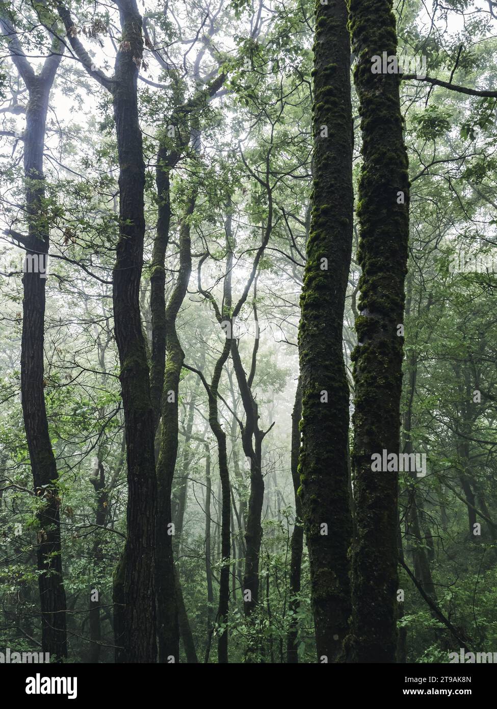 Lush green rain forest with thick fog during the summer, high humidity ...