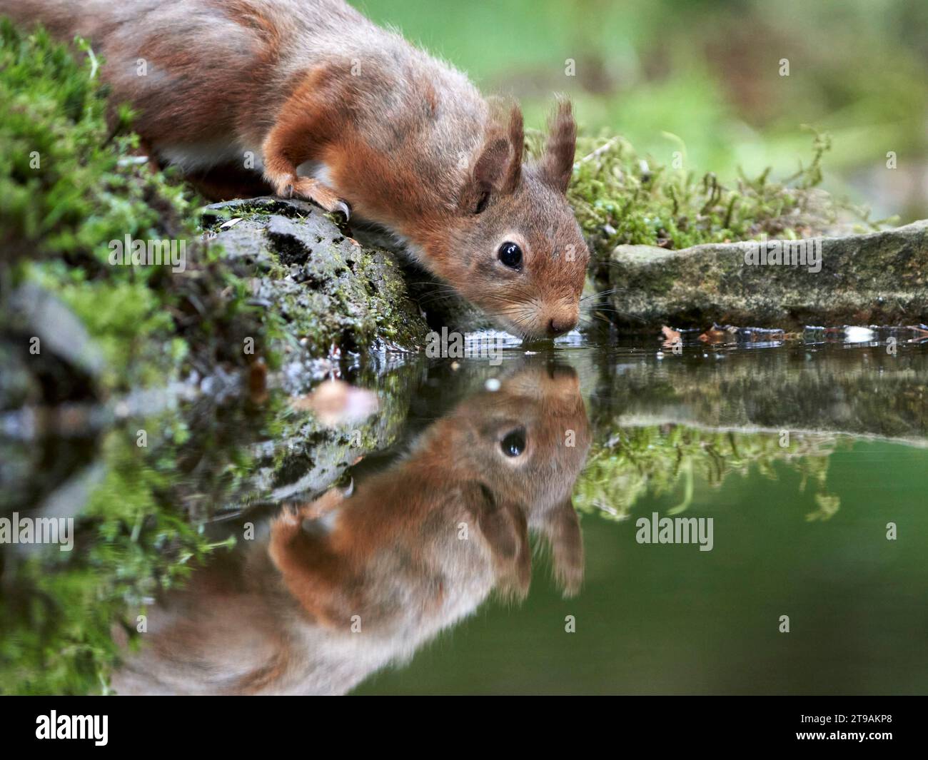 Squirrel in love with his reflection YORKSHIRE A CUTE squirrel was ...