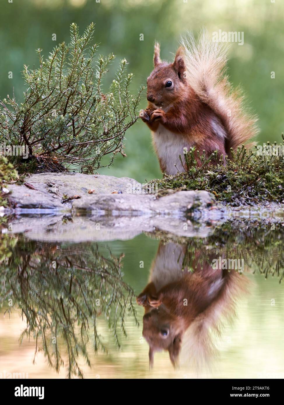 Red Squirrel YORKSHIRE A CUTE squirrel was caught admiring its ...