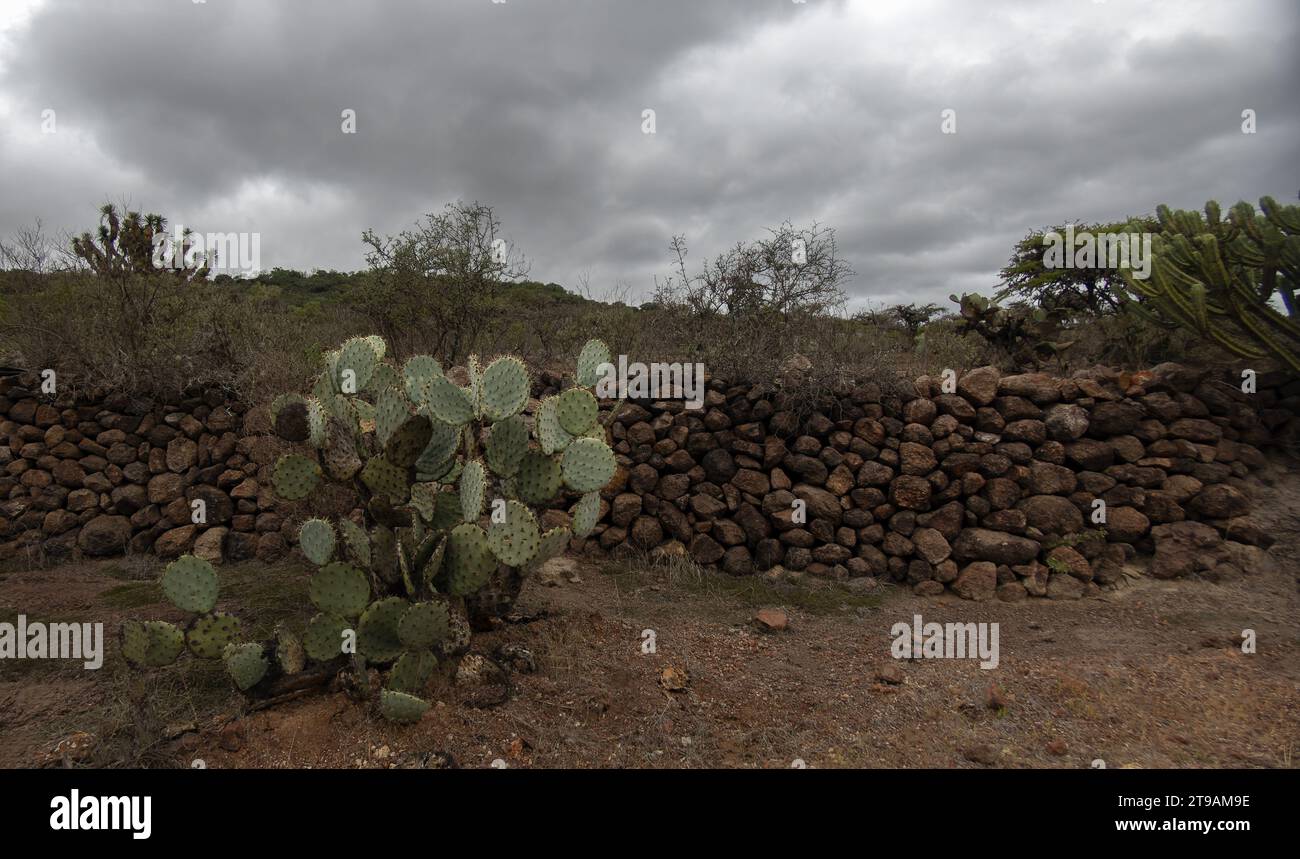 A Semi desert Mexican landscape with Opuntia robusta Cactaceae and ...