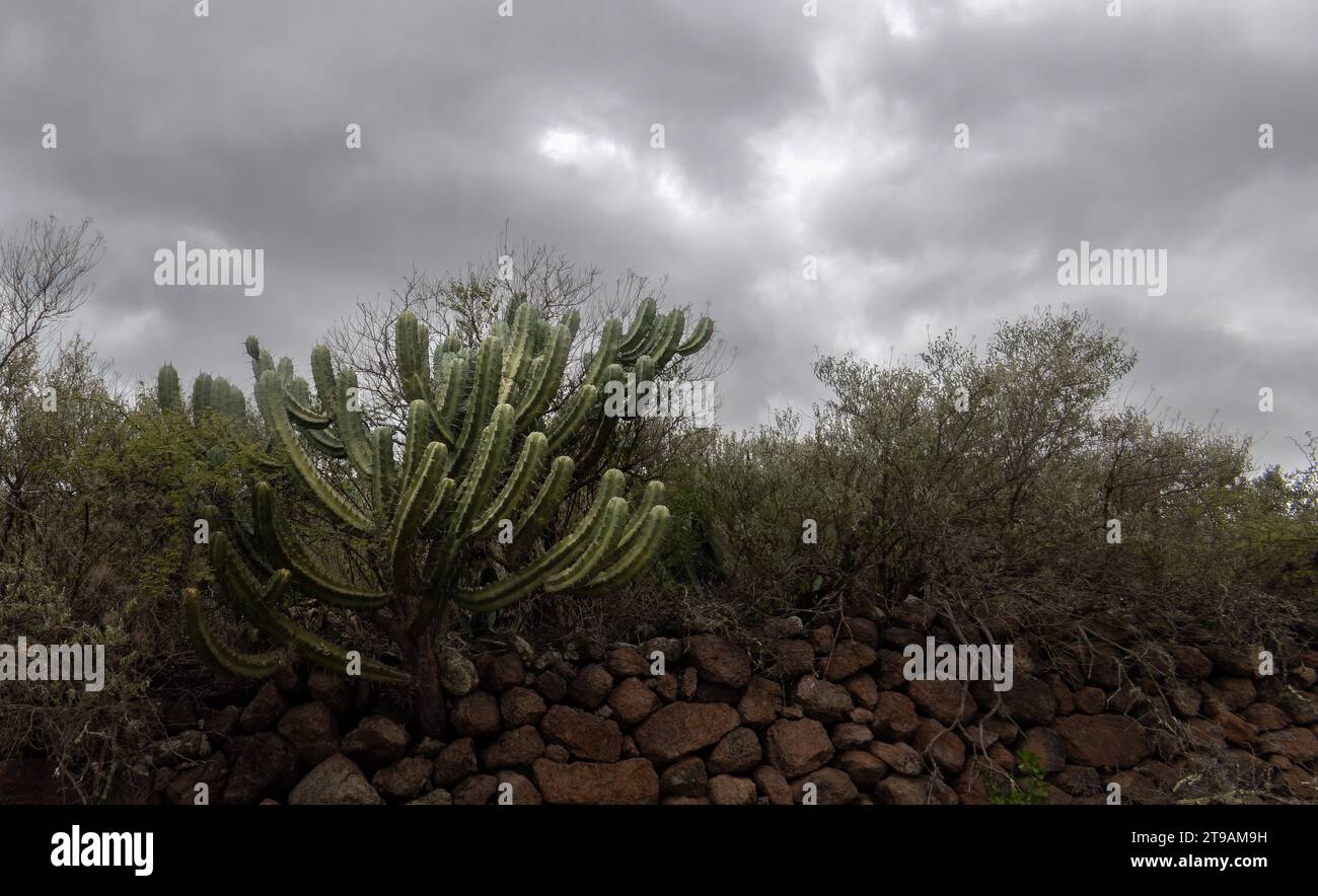 A Mexican semi desert landscape Myrtillocactus geometrizans Cactaceae ...