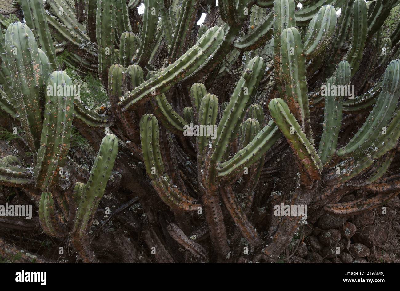A Mexican background texture of garambullo Myrtillocactus geometrizans ...
