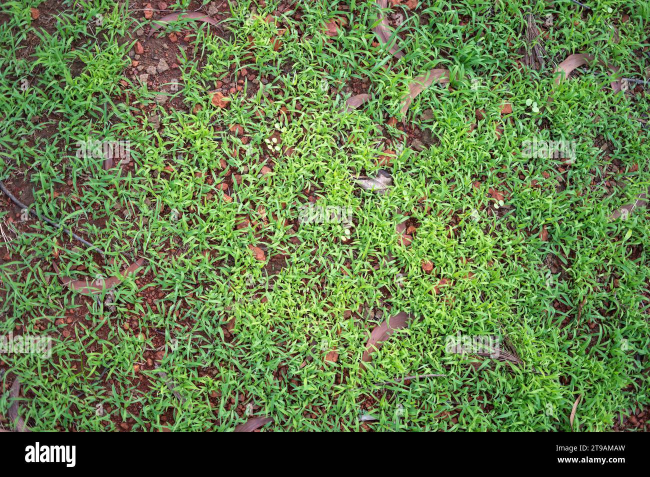 greenery grass closeup view Stock Photo - Alamy