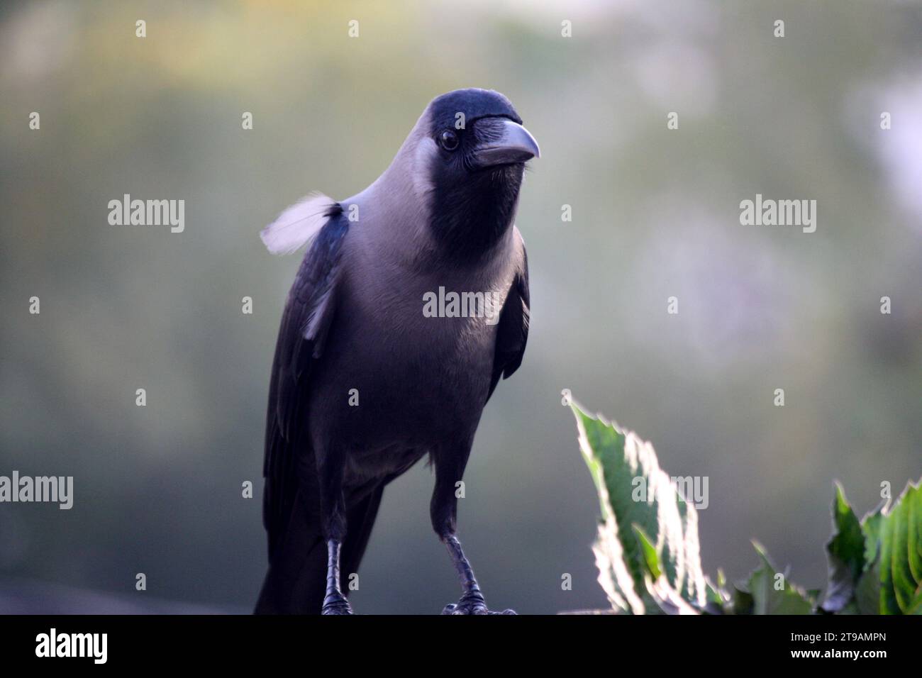 Indian house crow (Corvus splendens) surveying its surroundings : (pix ...
