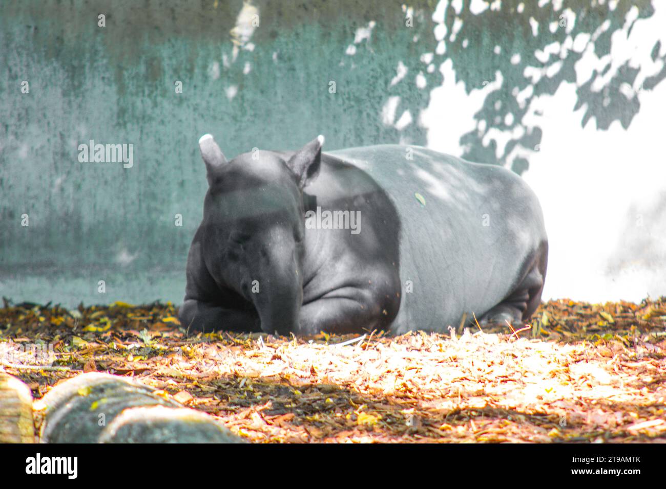 Malayan tapir sleeping in the shade of a tree, Tapirus indicus ...