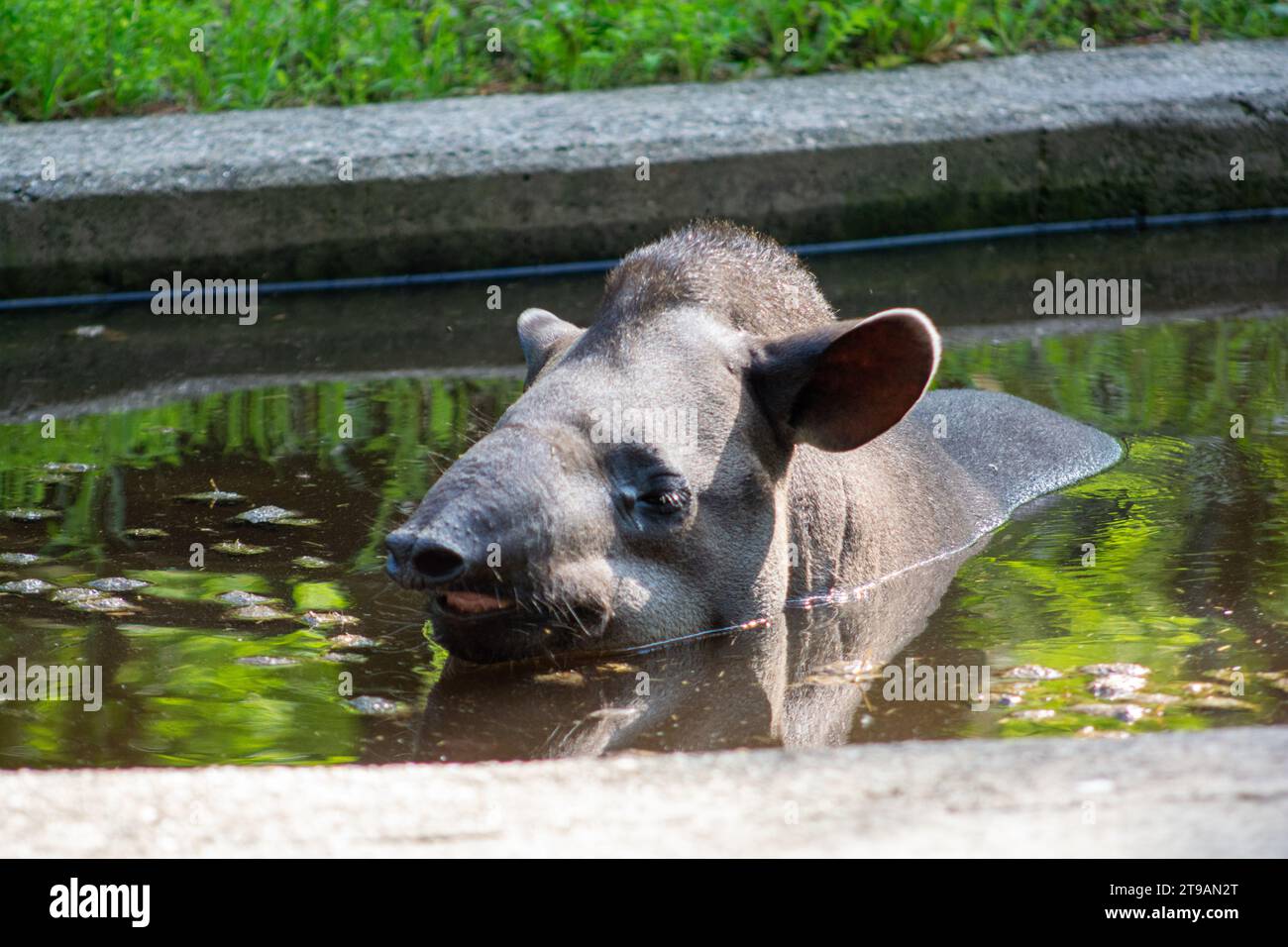 Tapir in the water, Tapirus indicus, Wilhelma Zoo in Stuttgart ...
