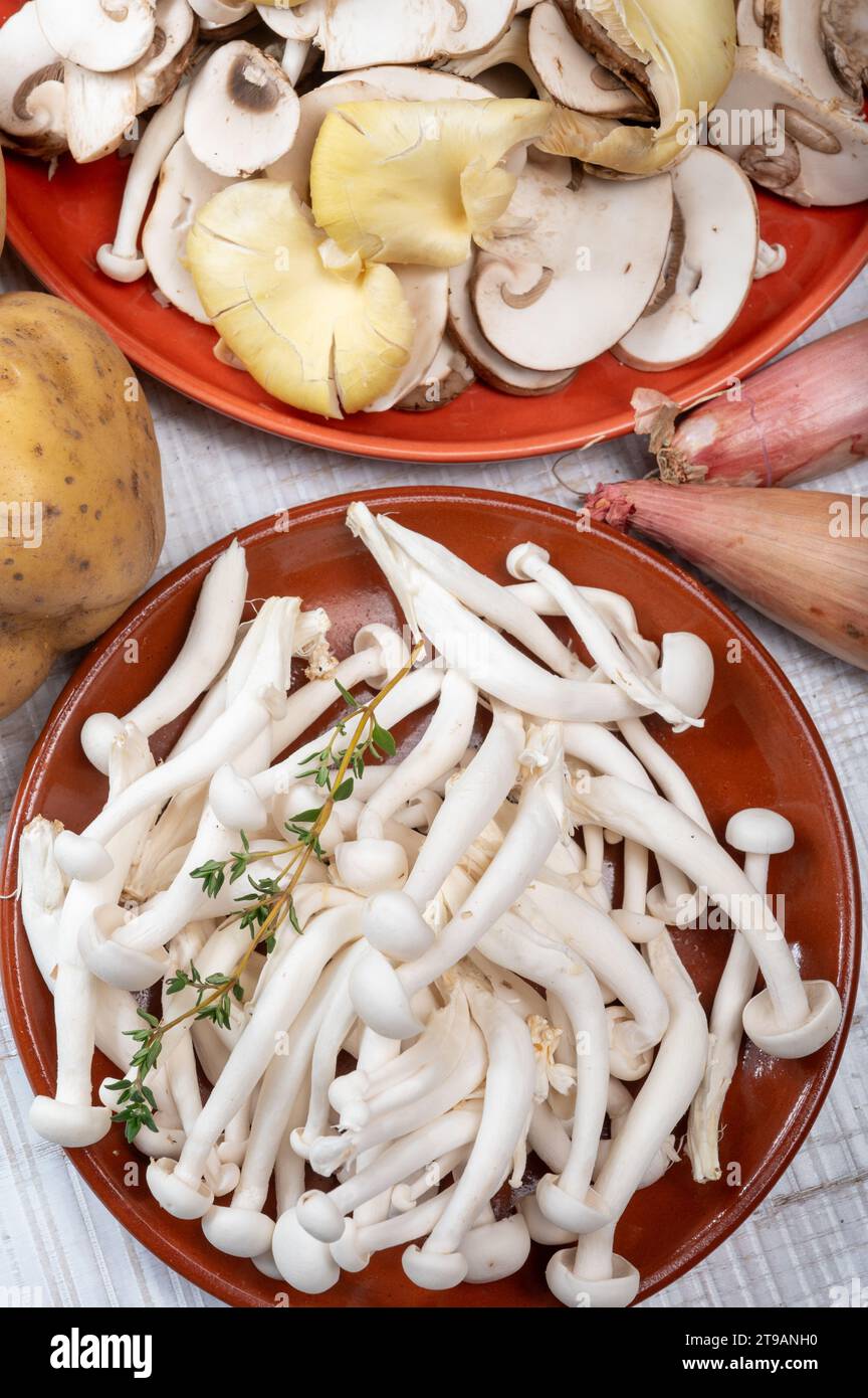 White shimeji edible mushrooms native to East Asia, buna-shimeji is ...