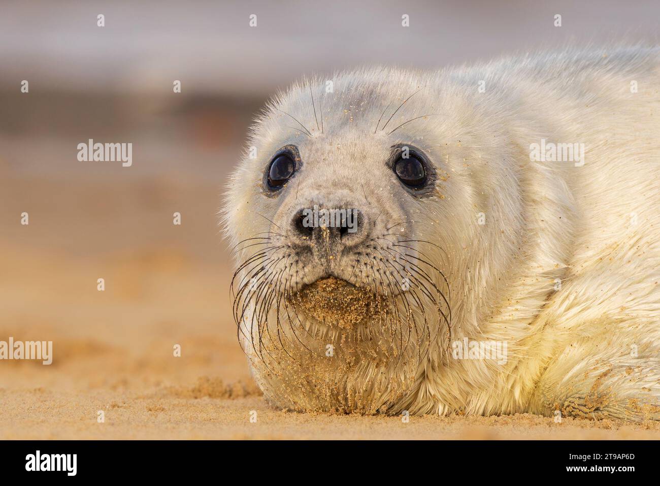 Cutest seal pup hi-res stock photography and images - Alamy