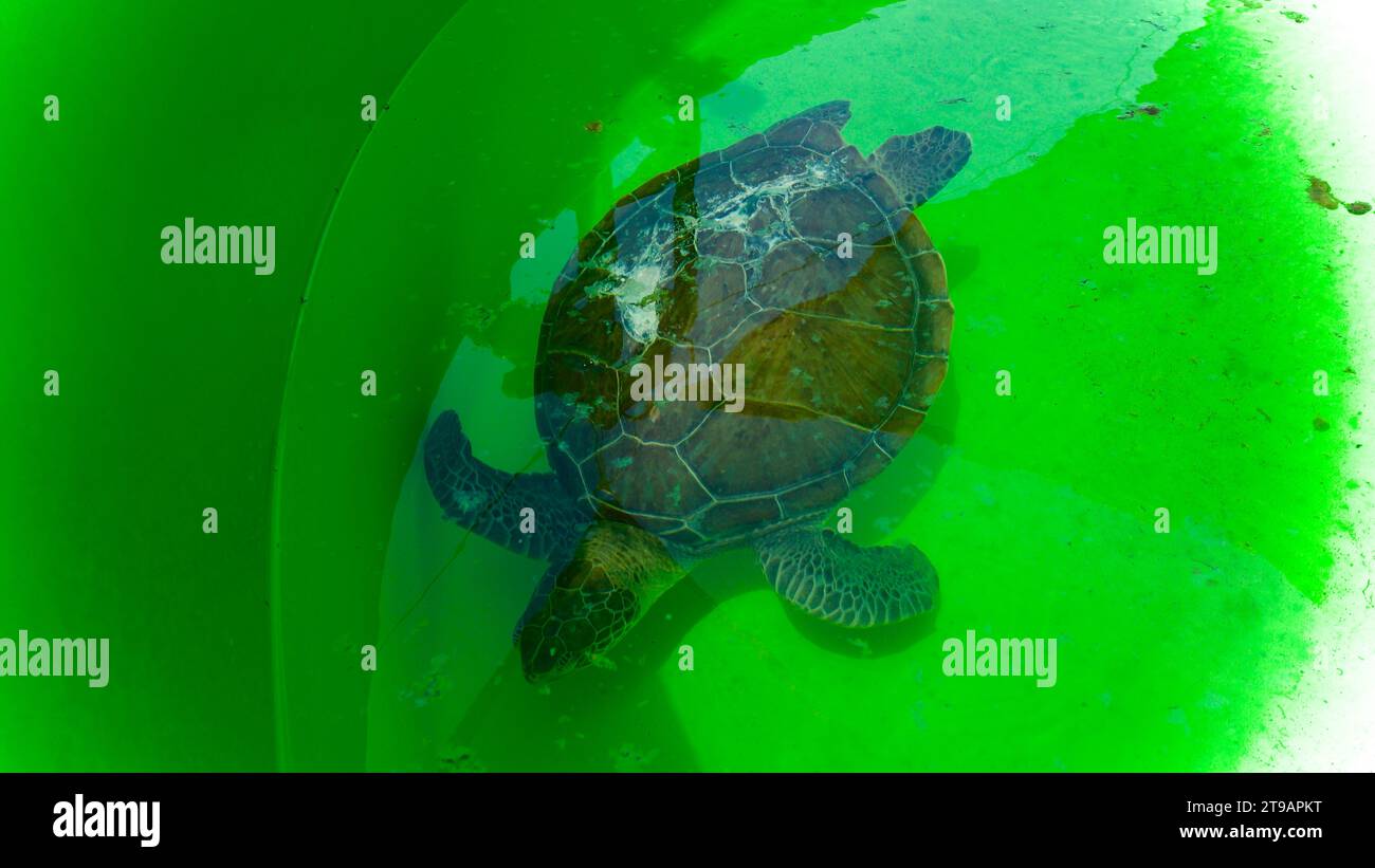 Treatment center for injured caretta caretta sea turtles. "Dekamer ...