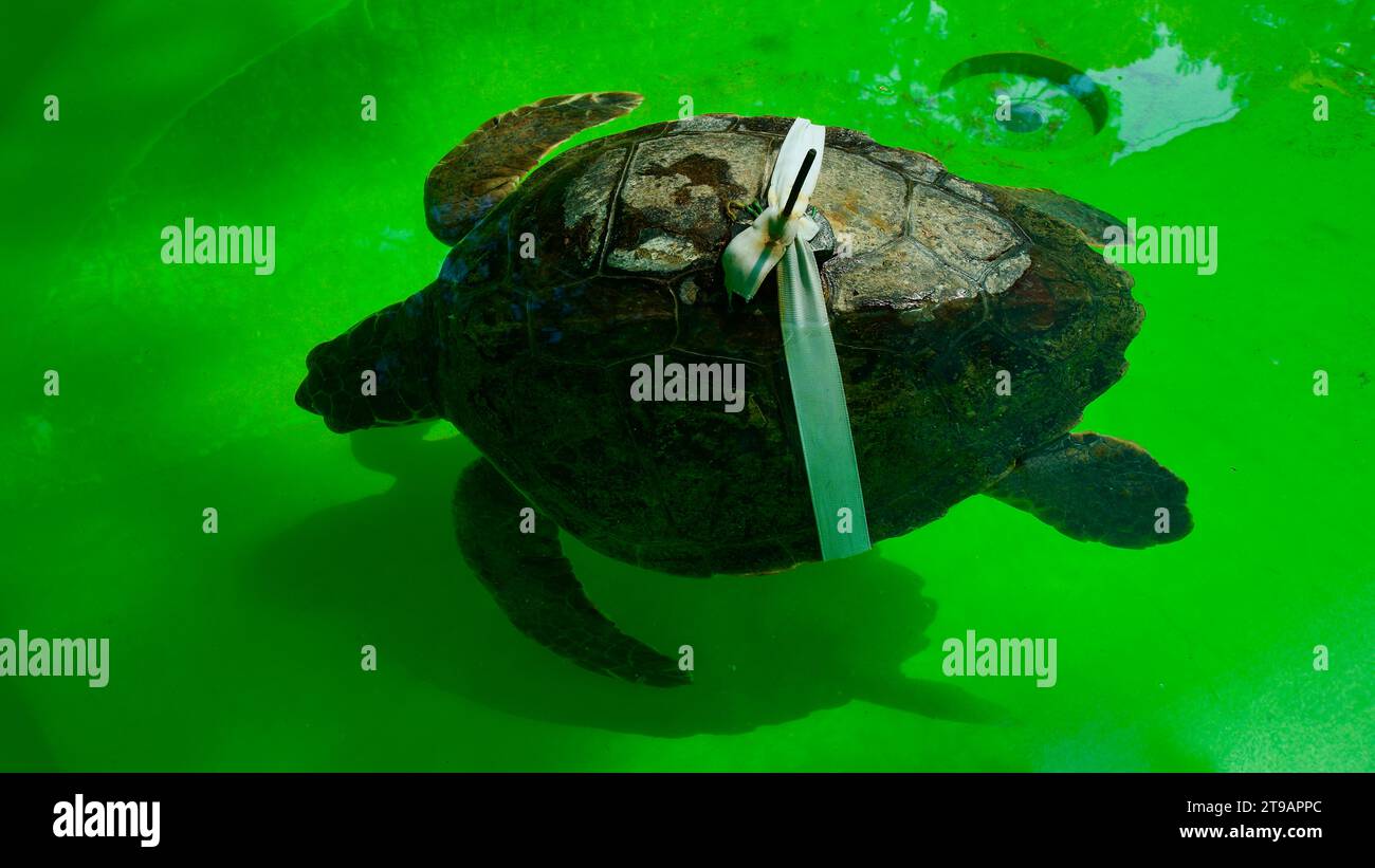 Treatment center for injured caretta caretta sea turtles. "Dekamer ...