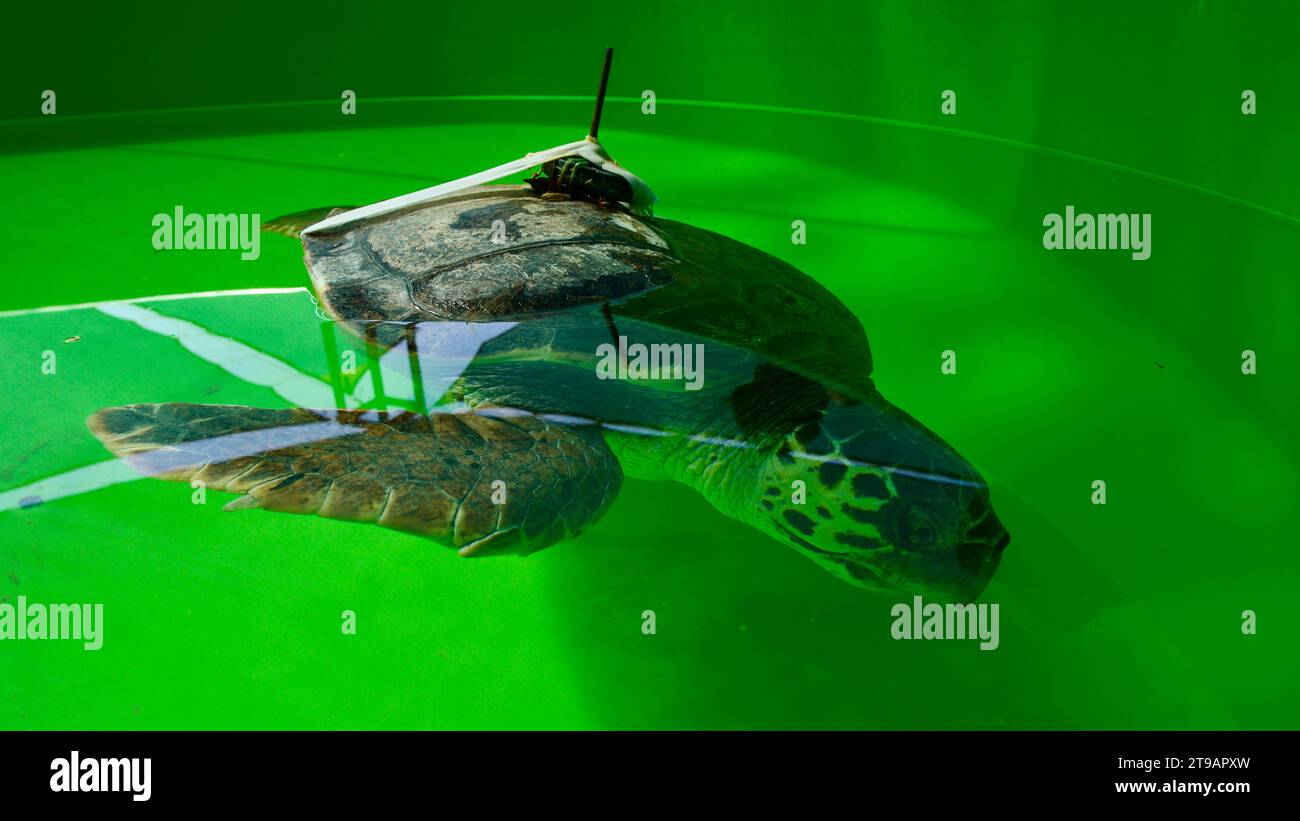 Treatment center for injured caretta caretta sea turtles. "Dekamer ...