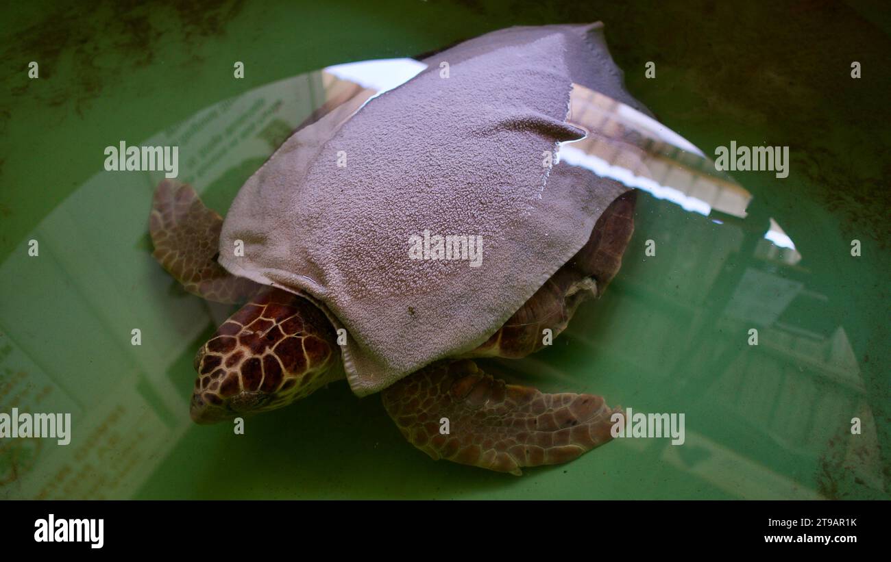 Treatment center for injured caretta caretta sea turtles. "Dekamer ...