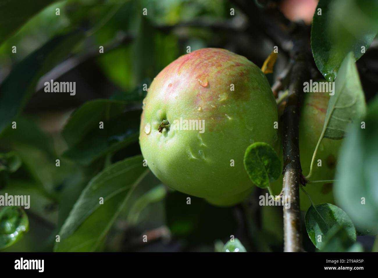 Close-up of a single apple on a tree branch with rain drops Stock Photo ...