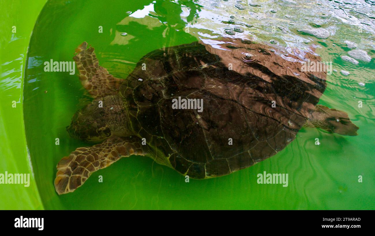 Treatment center for injured caretta caretta sea turtles. "Dekamer ...