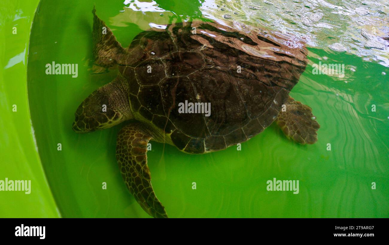 Treatment center for injured caretta caretta sea turtles. "Dekamer ...