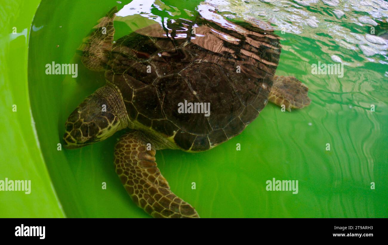 Treatment center for injured caretta caretta sea turtles. "Dekamer ...