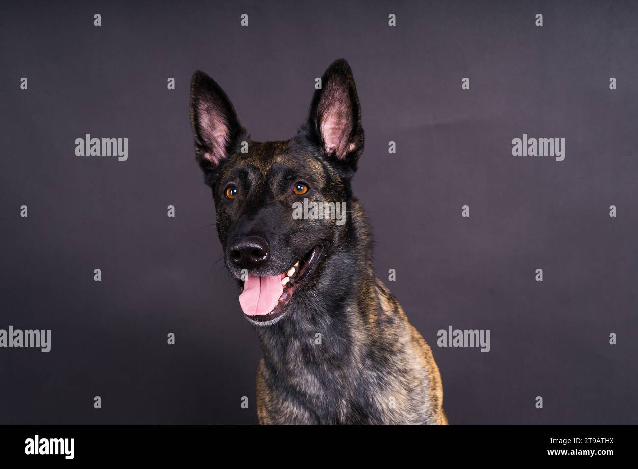 Portrait of an holland shepherd in a studio, black red yellow ...