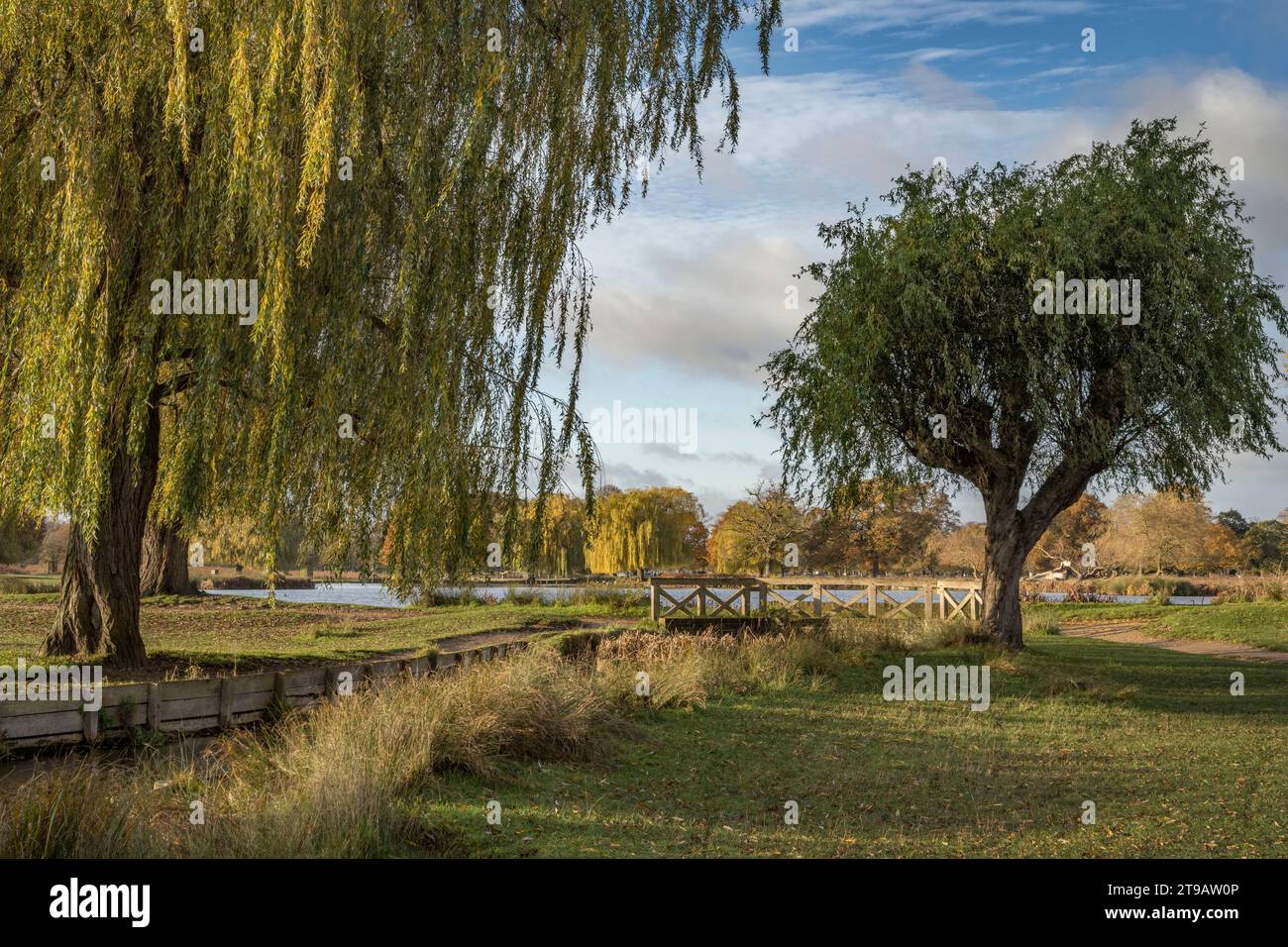Weeping willow over stream and wooden bridge at Bushy Park in the ...