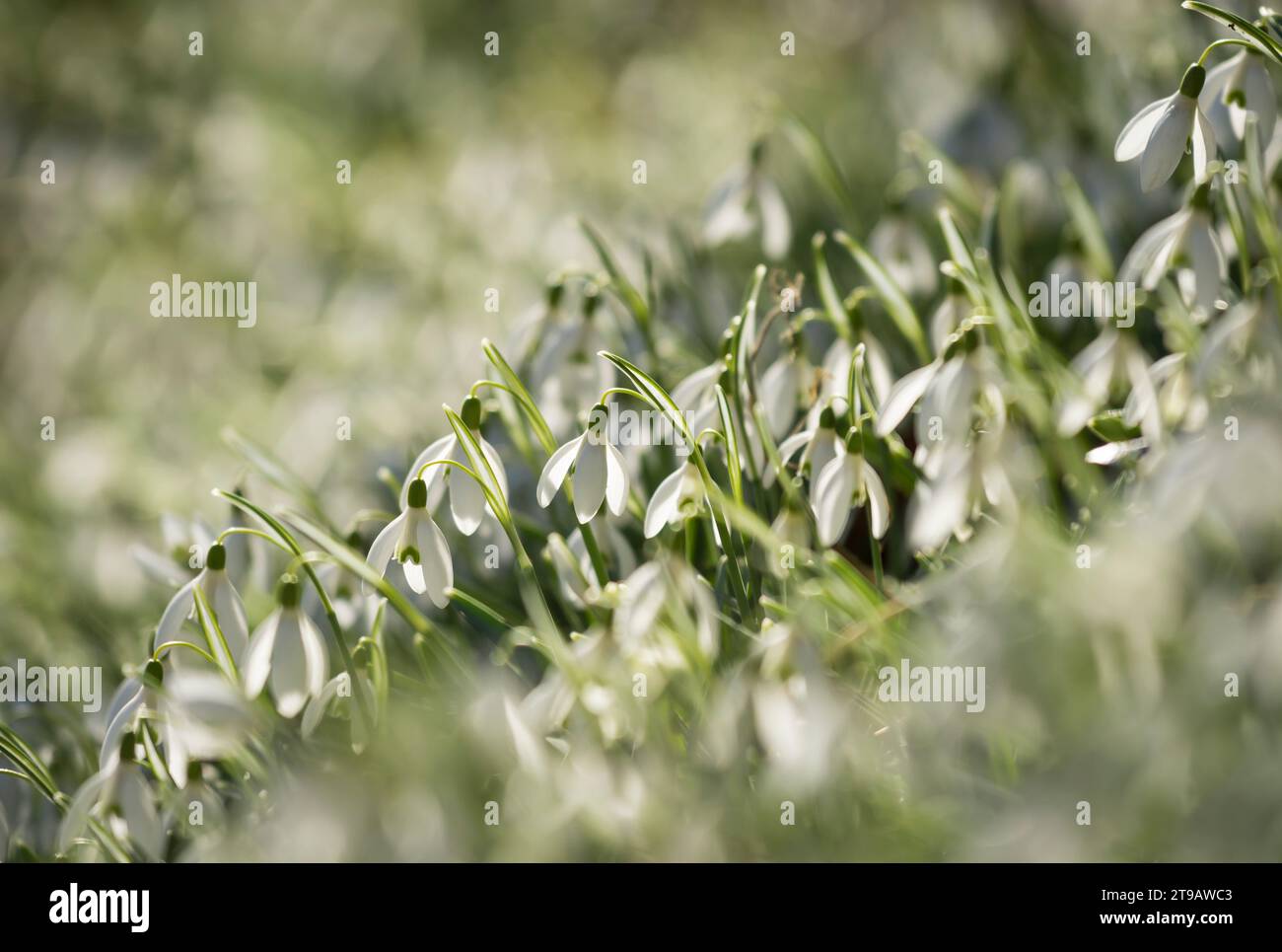 Drooping bell shaped flowers hi-res stock photography and images - Alamy