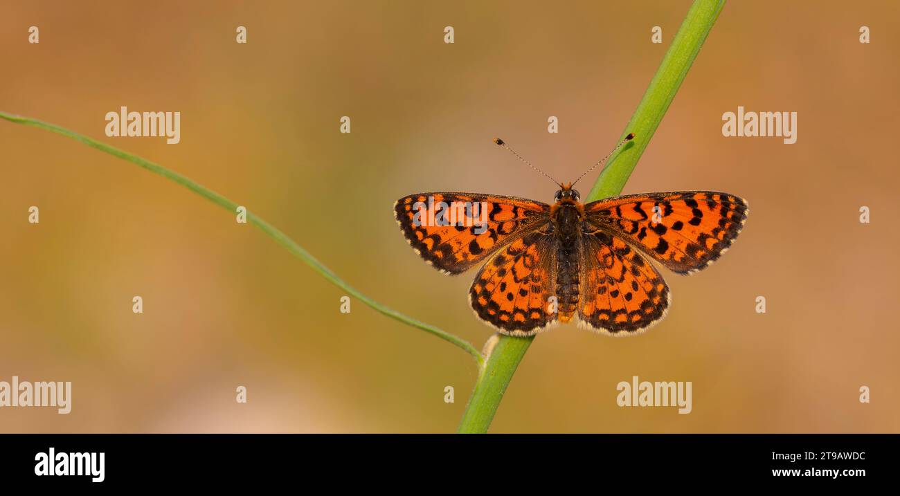 Beautiful iparhan butterfly ; Melitaea trivia ( Syriaca Stock Photo - Alamy