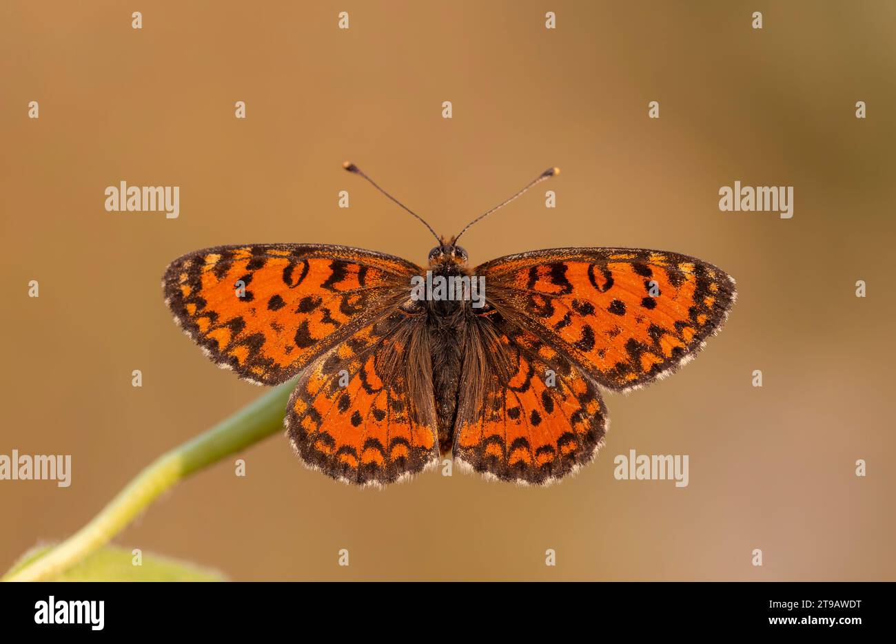 Beautiful iparhan butterfly ; Melitaea trivia ( Syriaca Stock Photo - Alamy