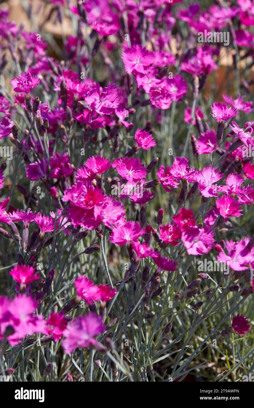 Dianthus Feuerhexe, pink fuchsia carnation flowers and plants texture ...