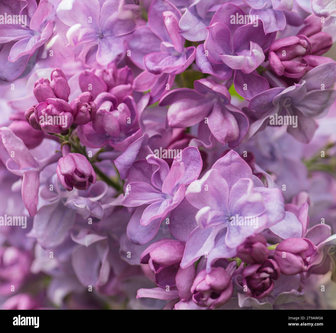 Many tiny flowers make a single bloom hi-res stock photography and ...