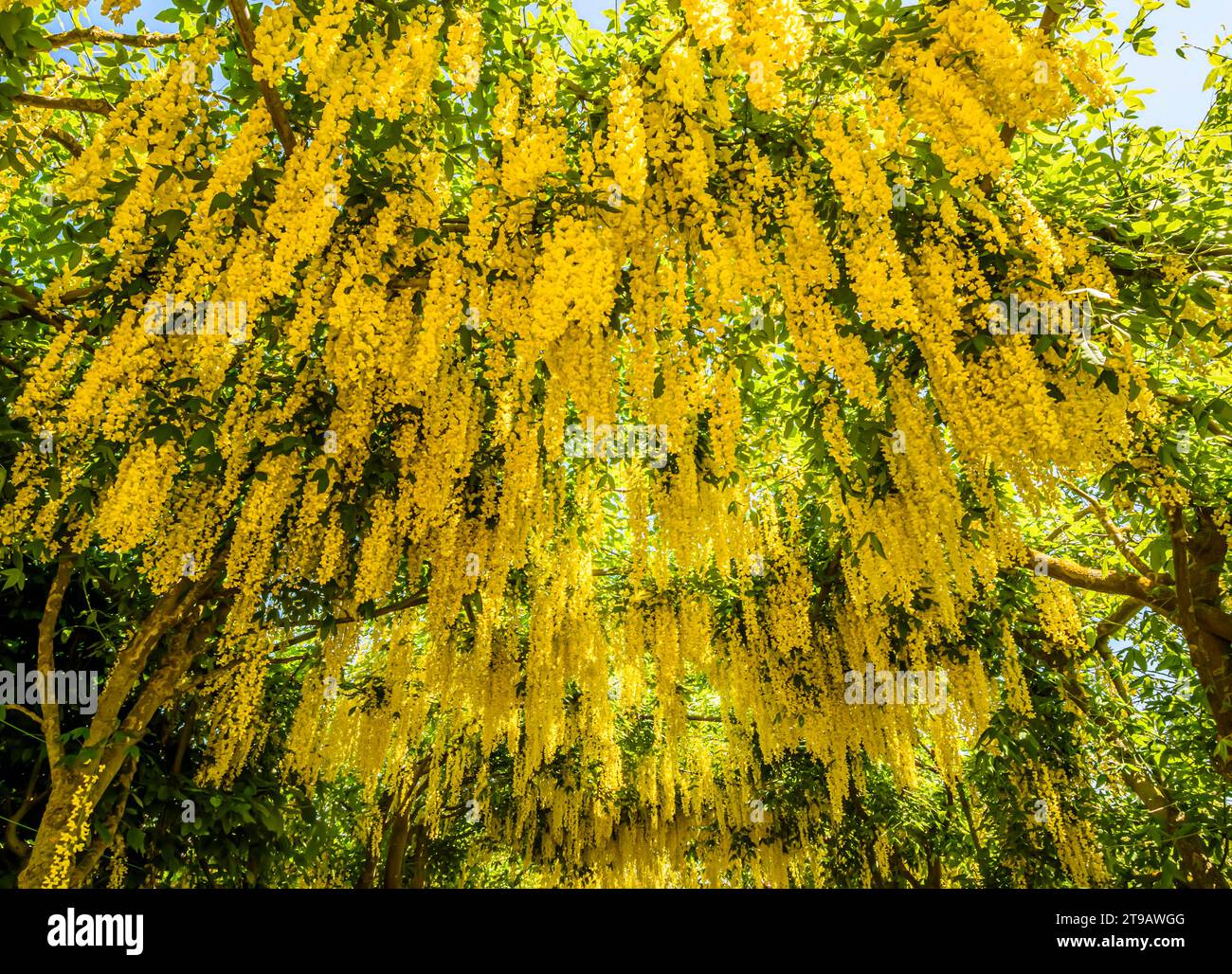 Golden Laburnum flowers hanging from an arch over a pathway Stock Photo ...