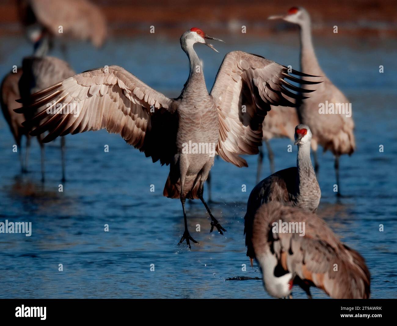 Platte river sandhill cranes hi-res stock photography and images - Alamy