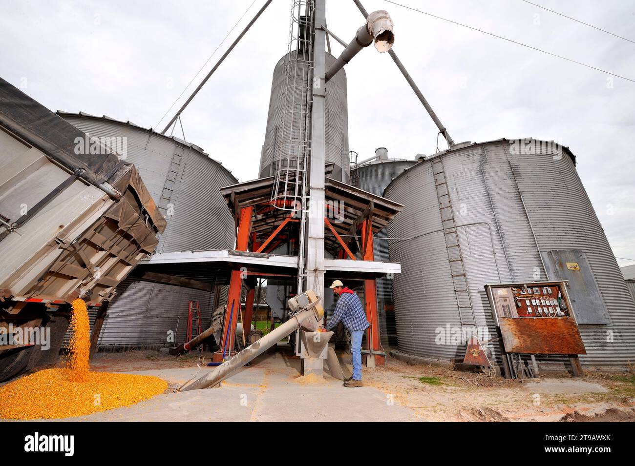 A corn farmer unloads corn into a grain dryer on his farm in Bloomsburg ...