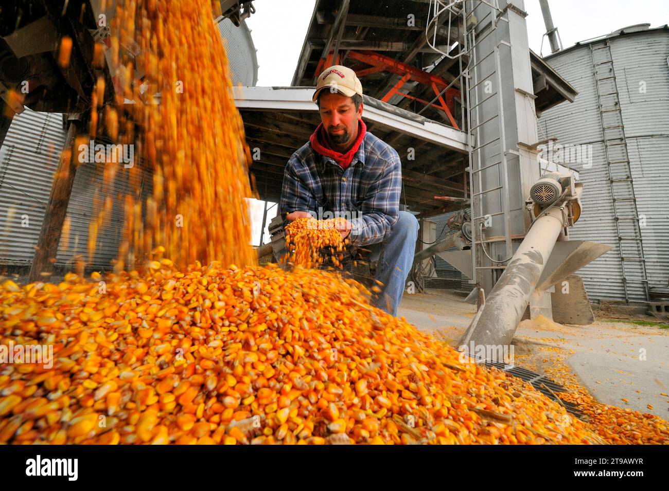A corn farmer unloads corn into a grain dryer on his farm in Bloomsburg ...