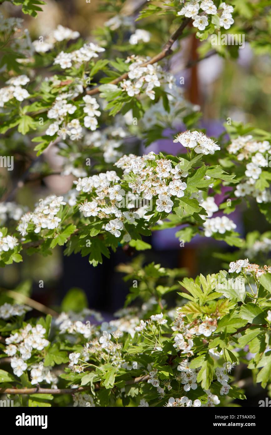 Crataegus monogyna, hawthorn plant and white flowers in spring sunlight ...