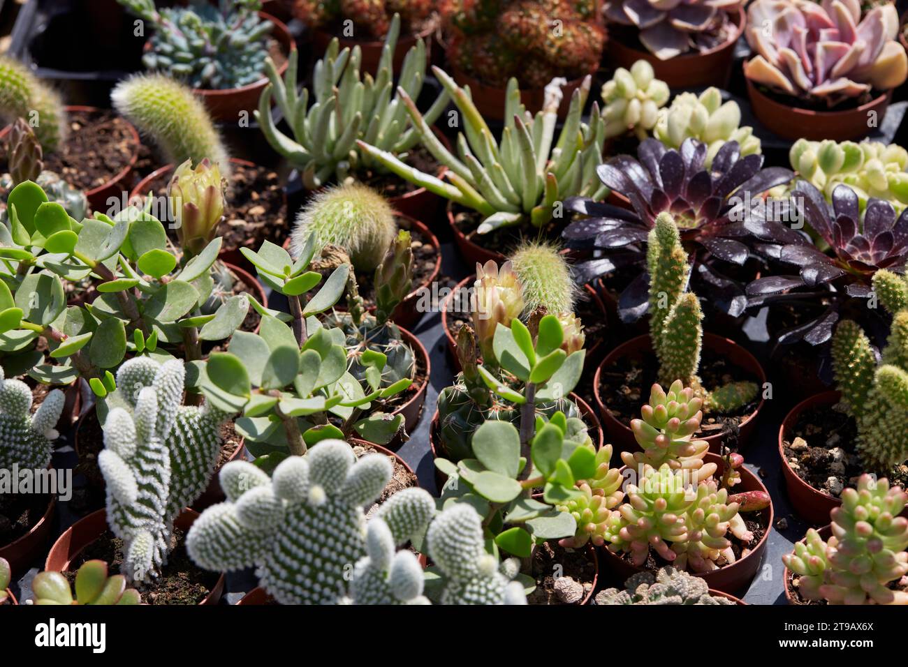 Succulent plants and small cactus texture background in spring sunlight ...
