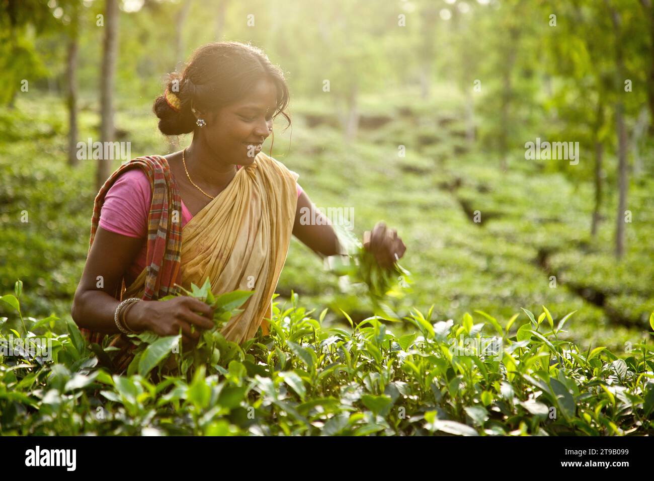 Tea Plantation in Bangladesh Stock Photo - Alamy