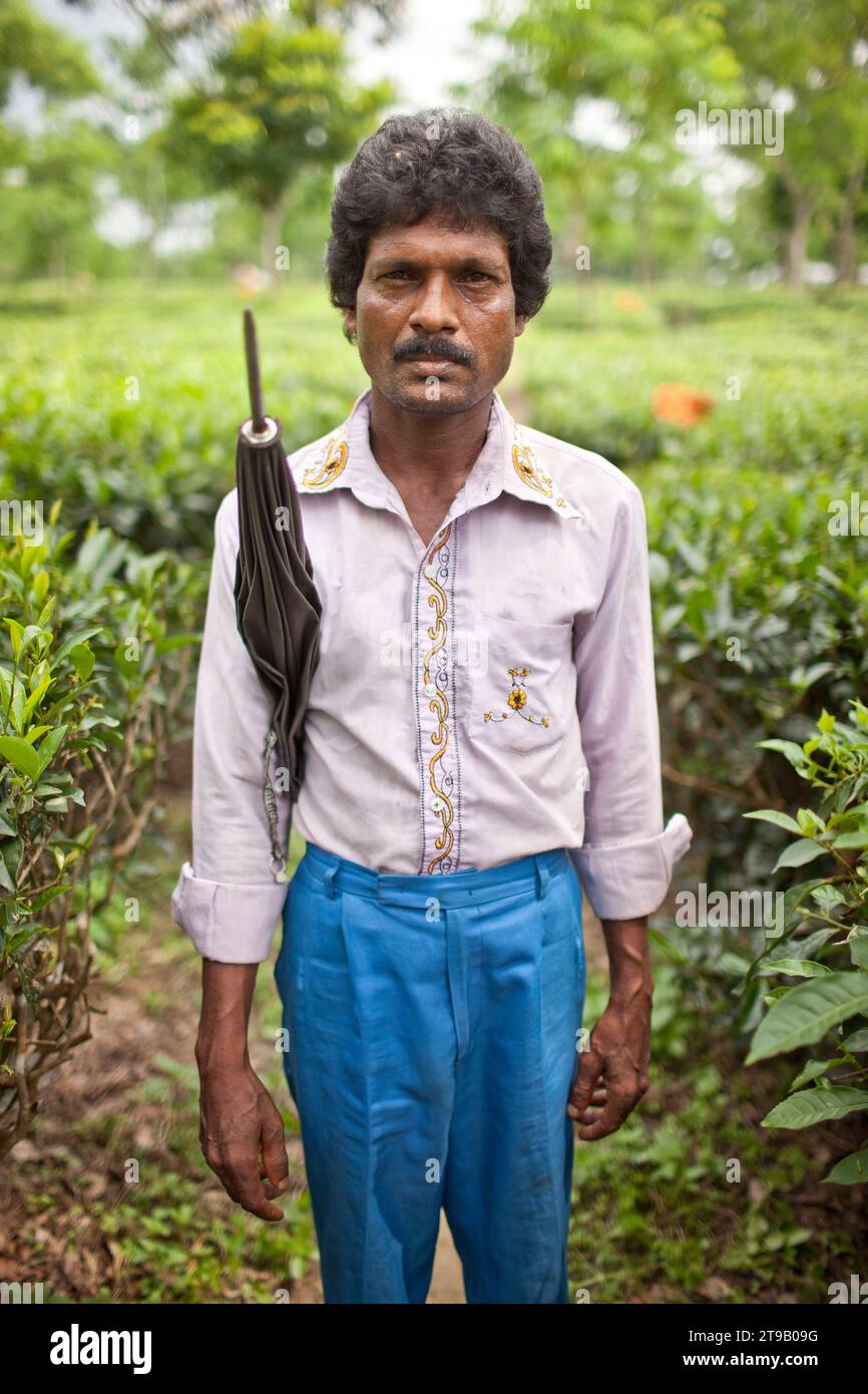Tea Plantation in Bangladesh Stock Photo - Alamy