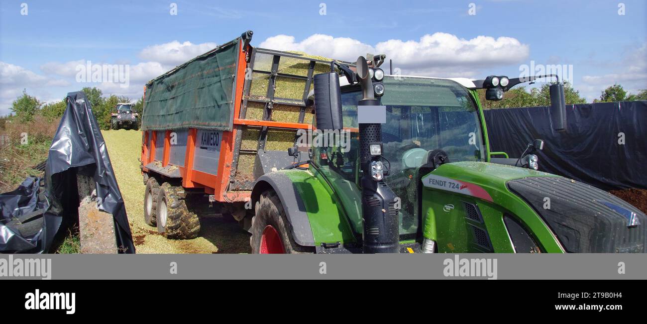 Mais verdichten mit einem Trecker auf einem Bauernhof Gehaeckselter ...