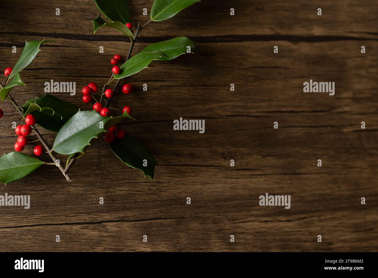 close-up of a holly branch against a wood background Stock Photo - Alamy