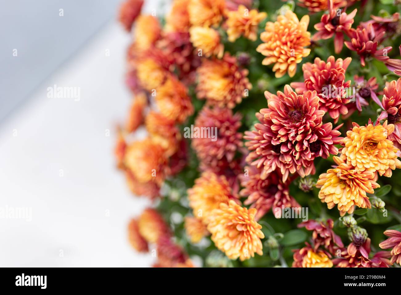Orange mum photo hi-res stock photography and images - Alamy