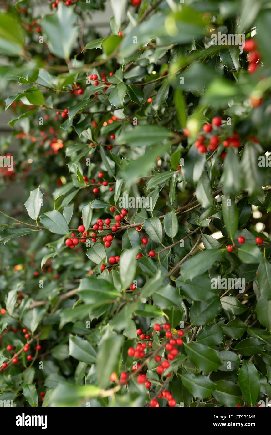 Berries close up shot hi-res stock photography and images - Alamy