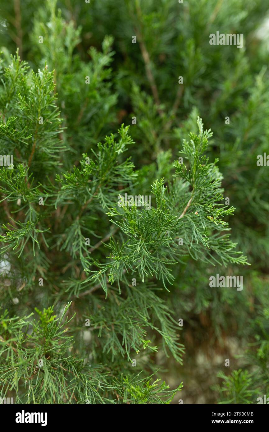 Juniper bush detailed hi-res stock photography and images - Alamy