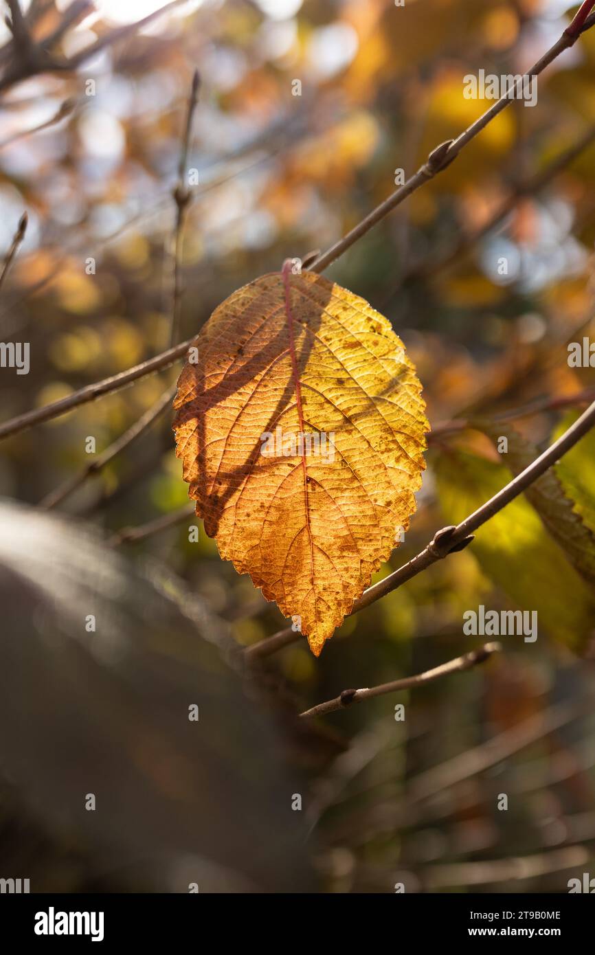 Perspective detail orange hi-res stock photography and images - Alamy