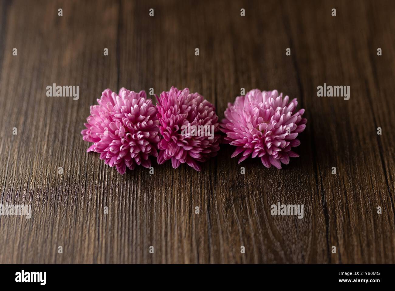 Three violet mums hi-res stock photography and images - Alamy