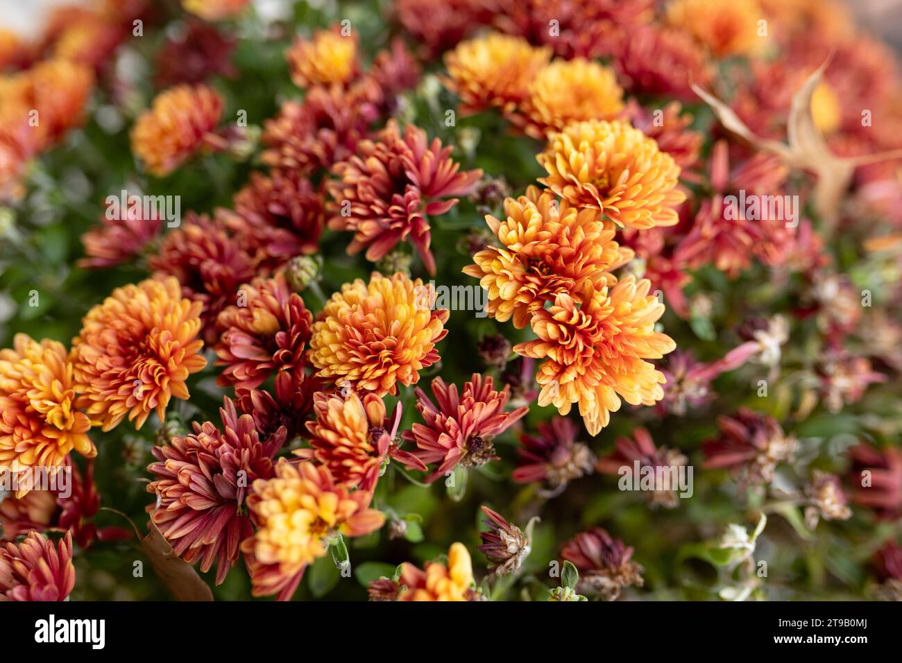 Red and orange mums hi-res stock photography and images - Alamy