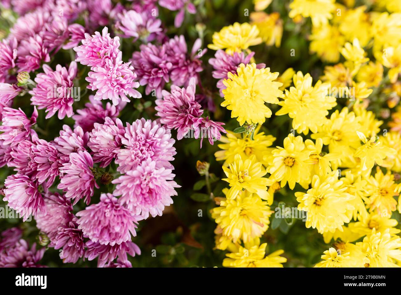yellow and purple mums with blurred background Stock Photo - Alamy