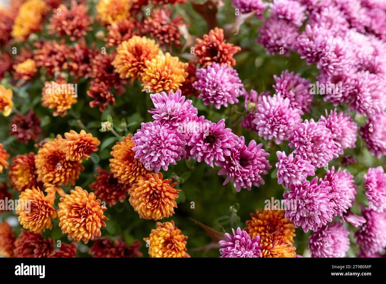 Vibrant mums hi-res stock photography and images - Alamy